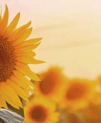 About | Petauri Kinect | Petauri Max